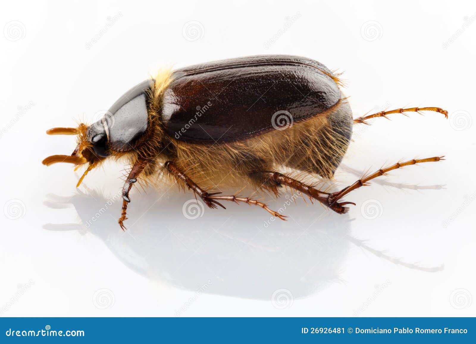 Solstitialis Van Amphimallon Van De Junikever of Juni Van De Kever ...