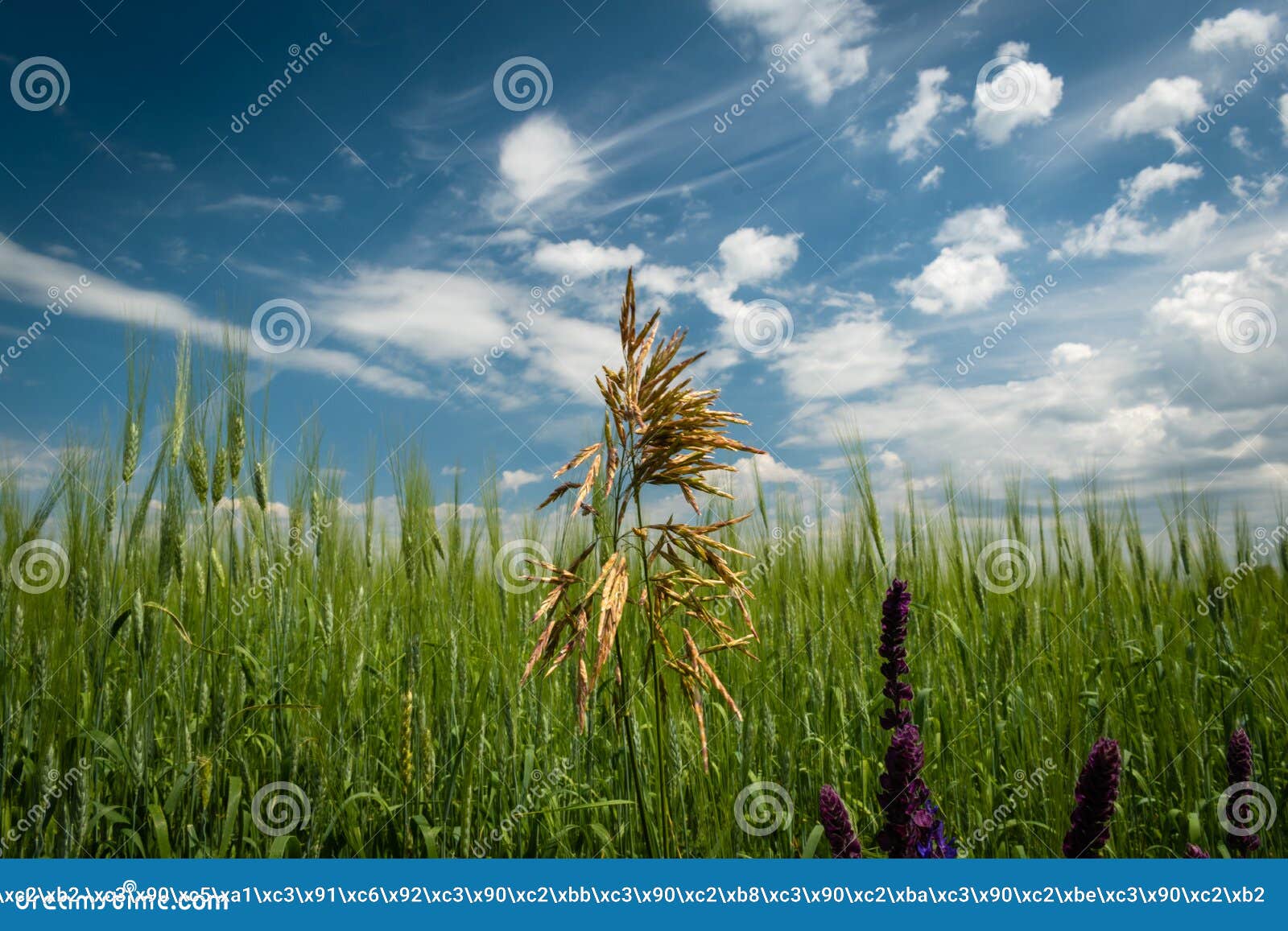 Solus Awnless Brome in Oatmeal Box Stock Image - Image of bromopsis ...