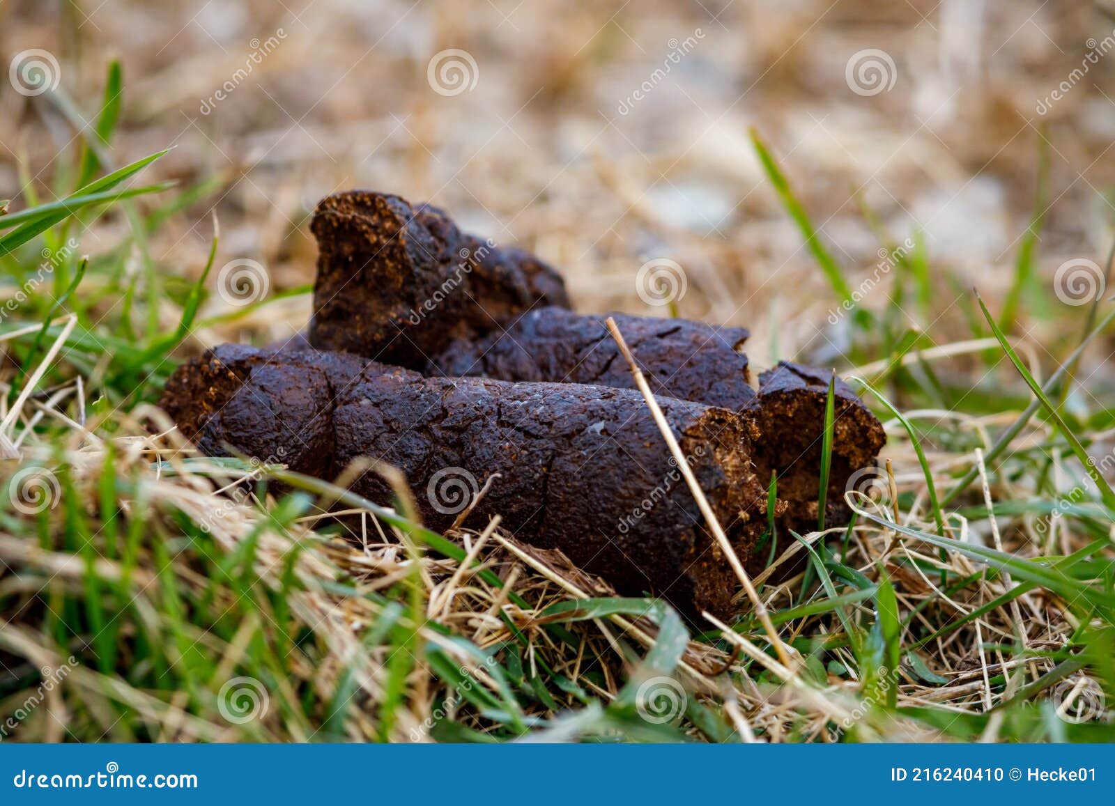 Solution of Dog Shit on a Meadow Stock Photo - Image of shit, grass ...