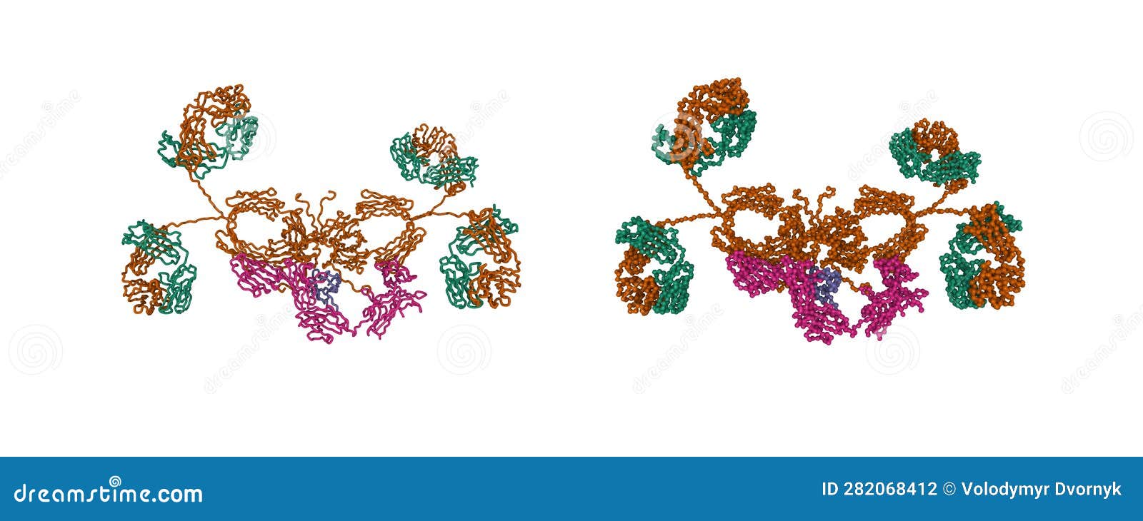 Solution Structure Of Human Secretory IgA1 Stock Photo | CartoonDealer ...