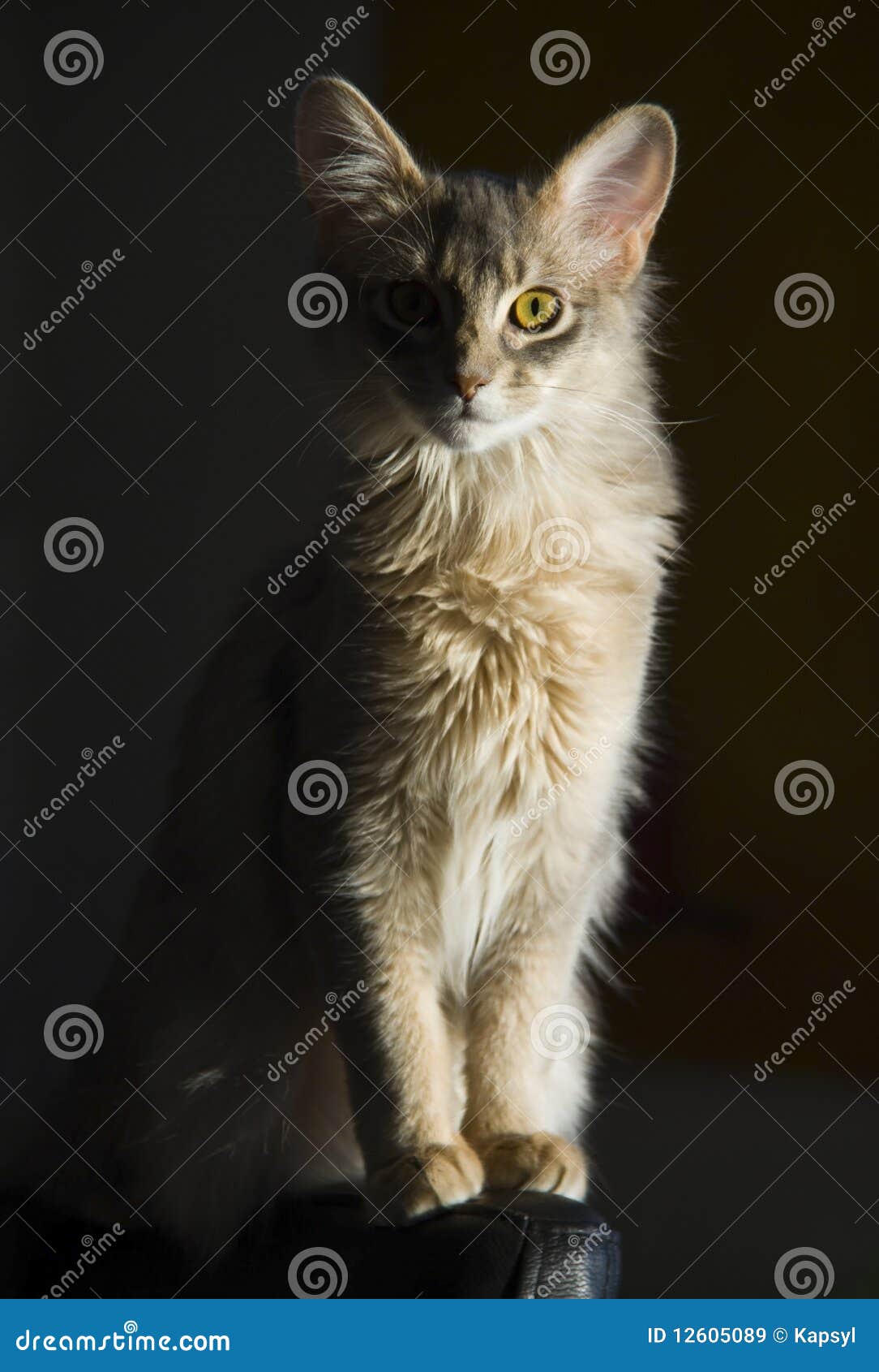Cat Dramatic Lighting Stock Photos - Free & Royalty-Free Stock Photos ...