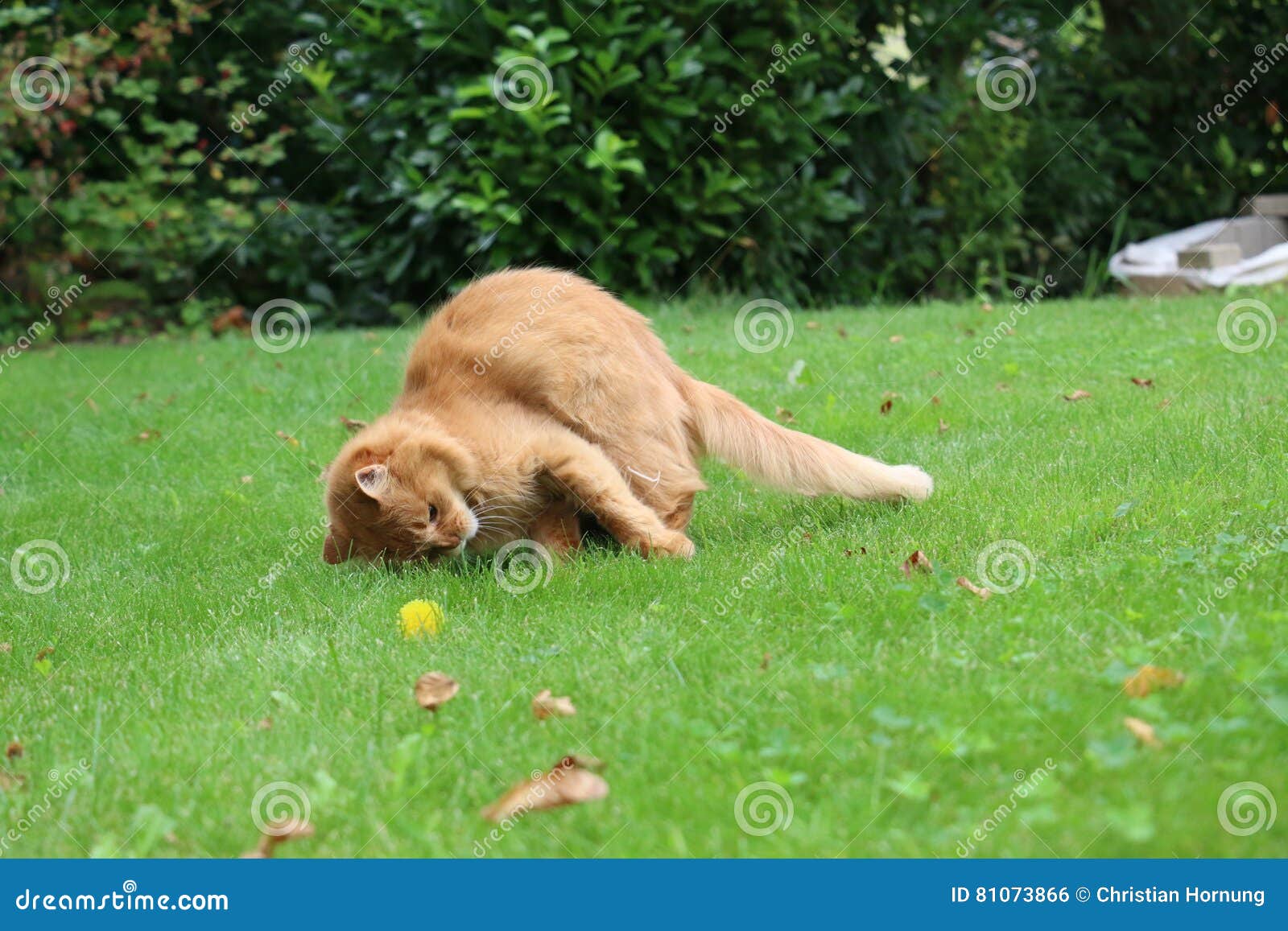 Somali cat stock photo. Image of kitten, hunter, outdoor - 81073866