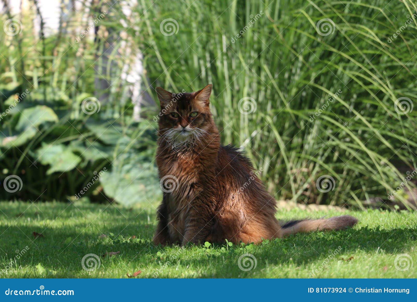 Somali cat stock photo. Image of kitty, playing, portrait - 81073924