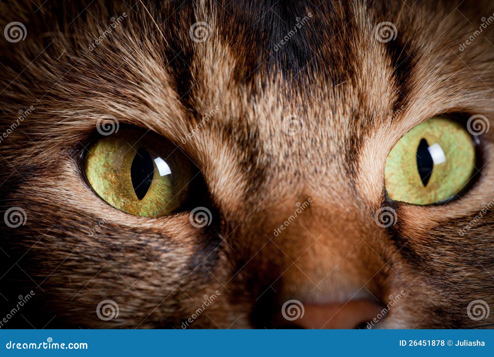 Somali cat eyes stock photo. Image of somali, black, wild - 26451878