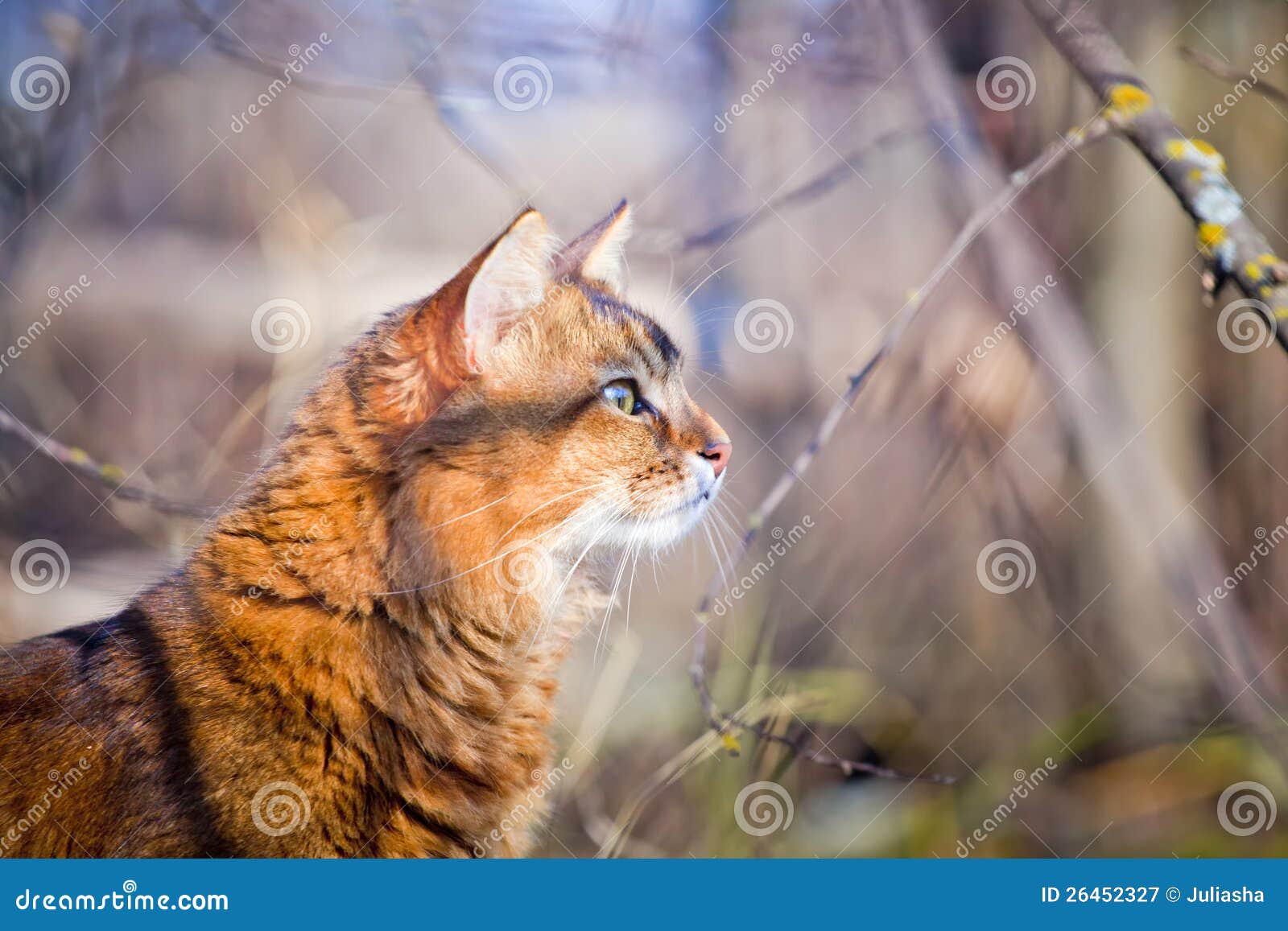 Somali cat hunting stock image. Image of seating, brown - 26452327