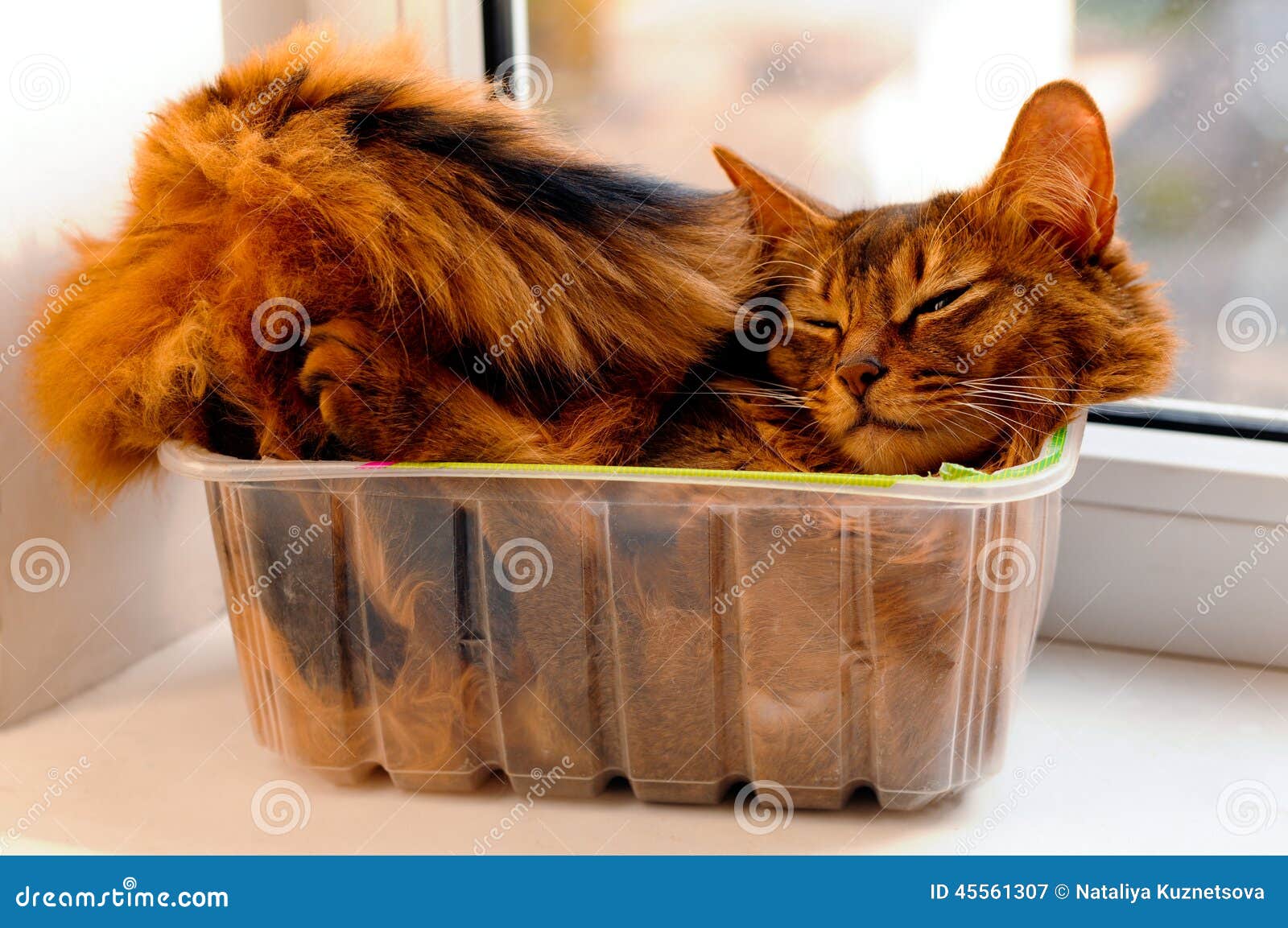 Somali cat inside box stock image. Image of lovely, interior - 45561307