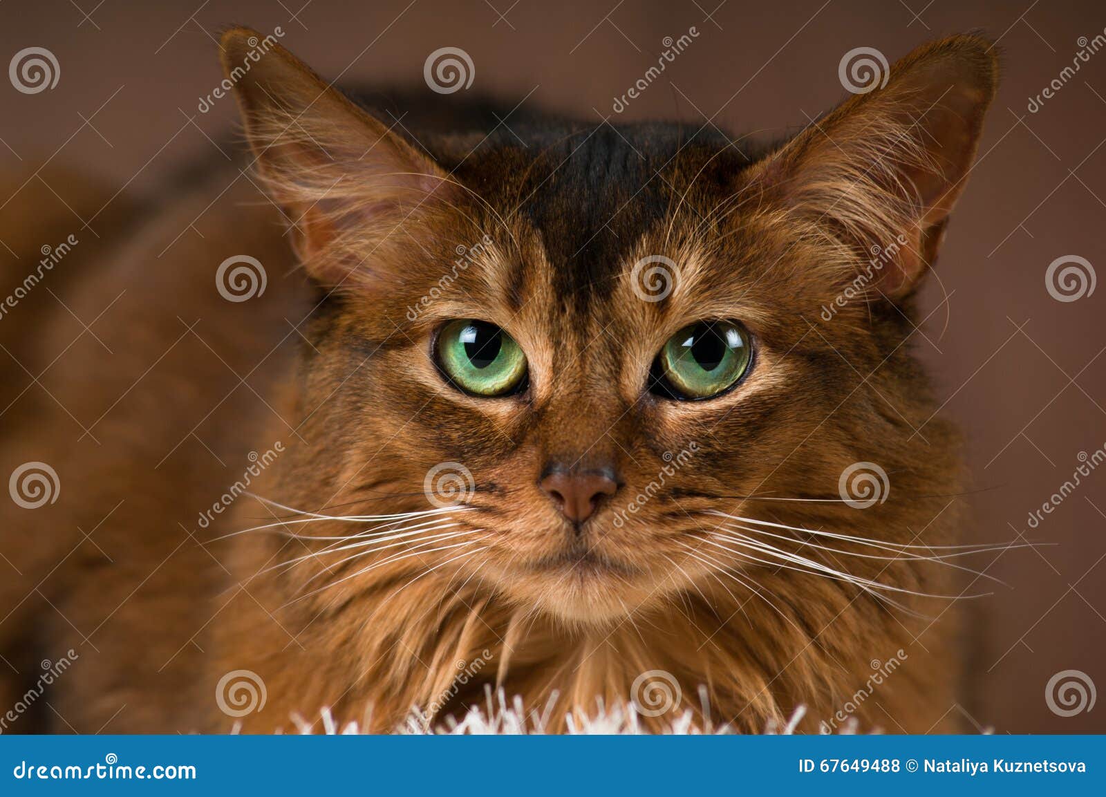 596 Ruddy Somali Cat Portrait Stock Photos - Free & Royalty-Free Stock ...
