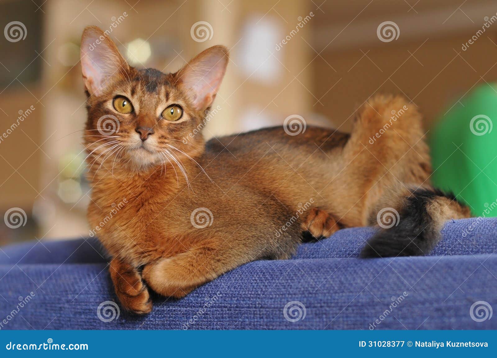 Somali Cat Ruddy Color Portrait on Blue Sofa Stock Image - Image of ...