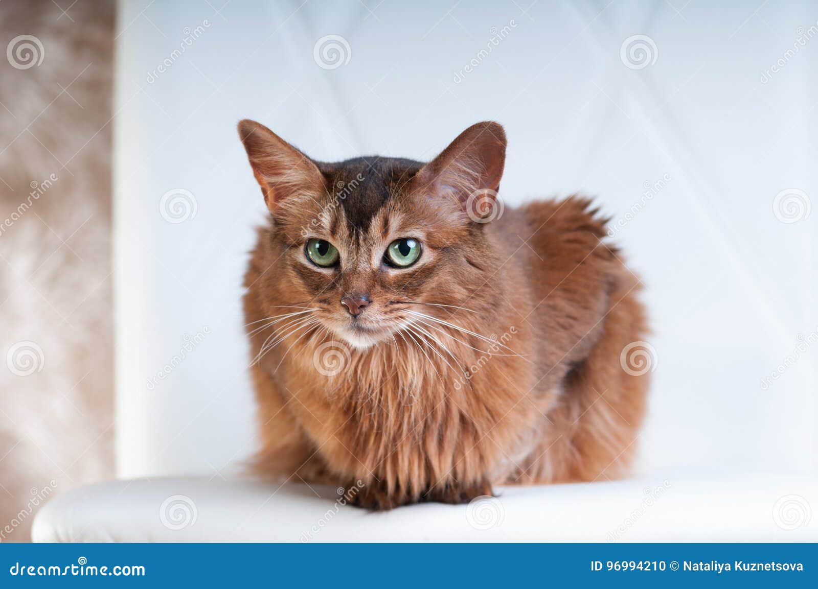 Somali Cat Ruddy Color Portrait Stock Photo - Image of orange, somali ...