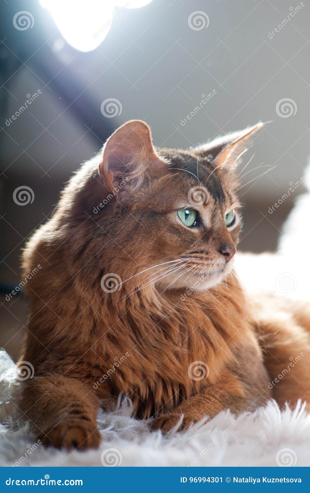 Somali Cat Ruddy Color Portrait Stock Image - Image of brown, profile ...
