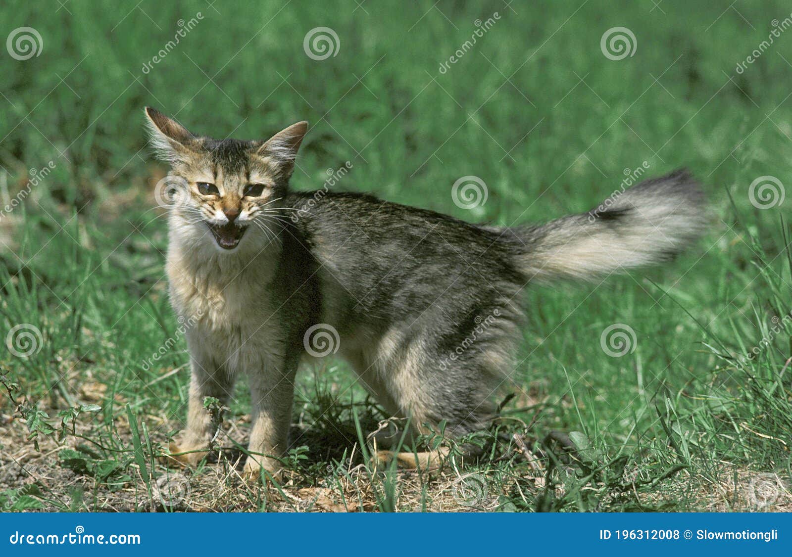 Somali Domestic Cat with Open Mouth, in Defensive Posture Stock Photo ...