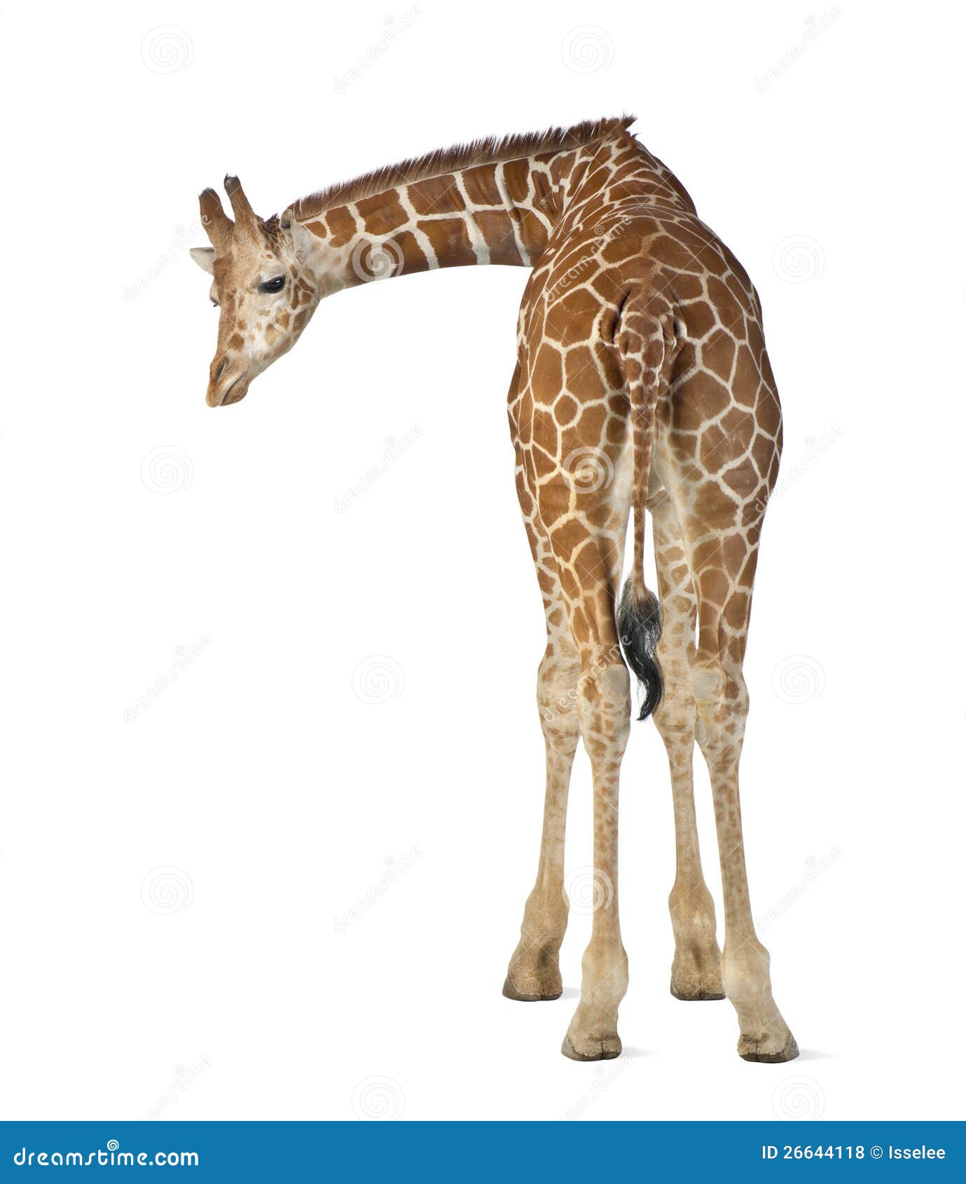 155 Giraffe Rear Photos - Free & Royalty-Free Stock Photos from Dreamstime