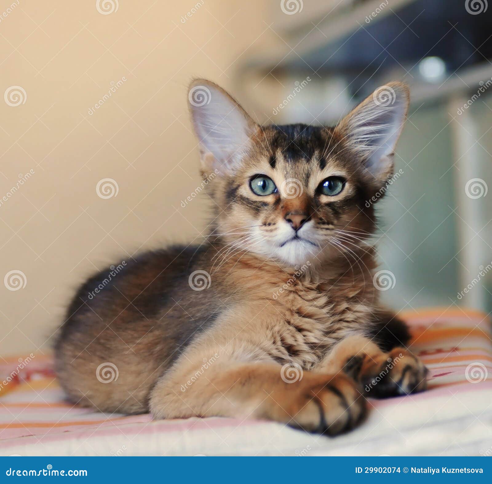 5,568 Ruddy Color Stock Photos - Free & Royalty-Free Stock Photos from ...