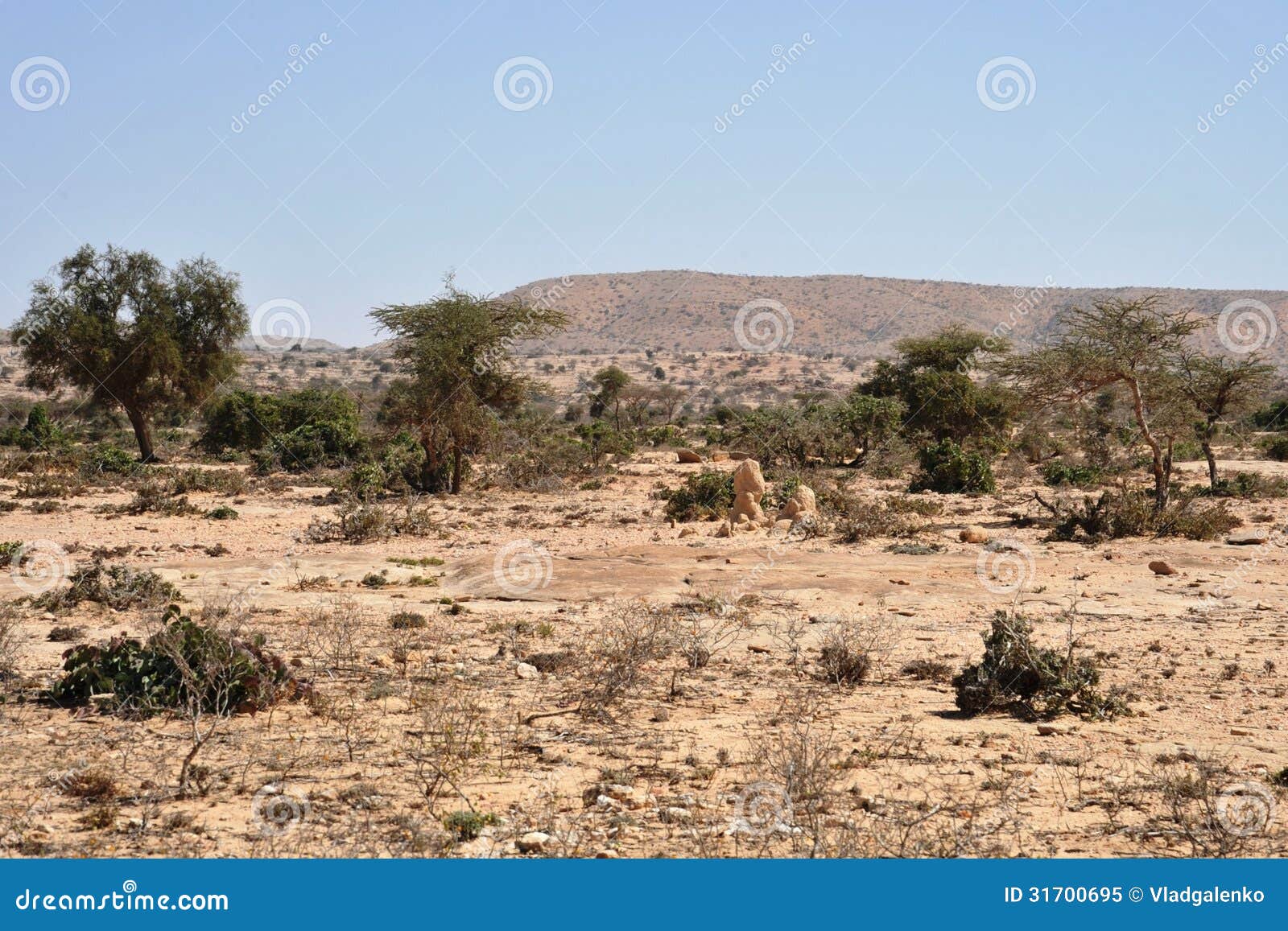 Somali ladscape stock image. Image of geel, sunny, africa - 31700695