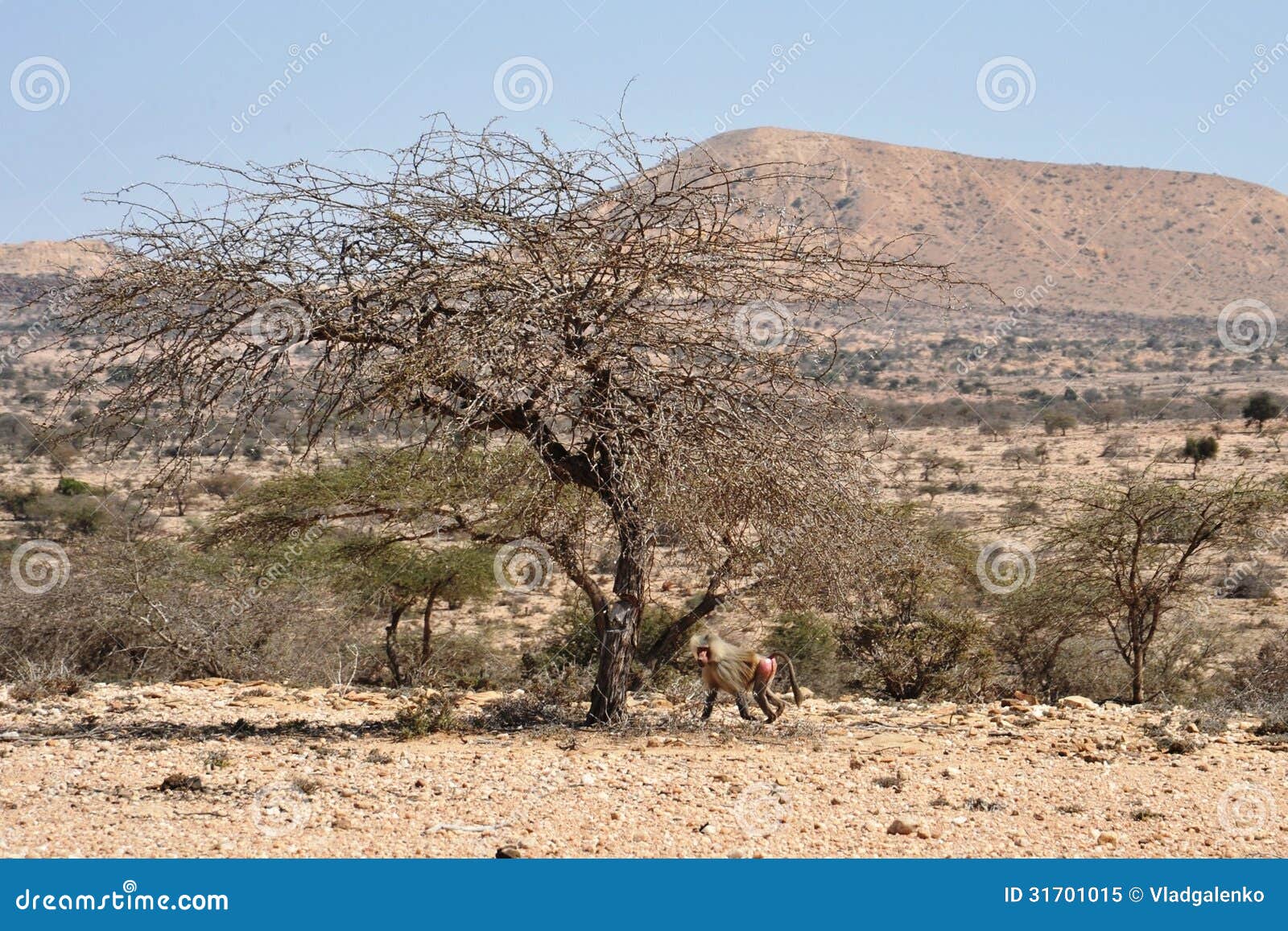 Somali ladscape stock image. Image of blue, somalia, africa - 31701015
