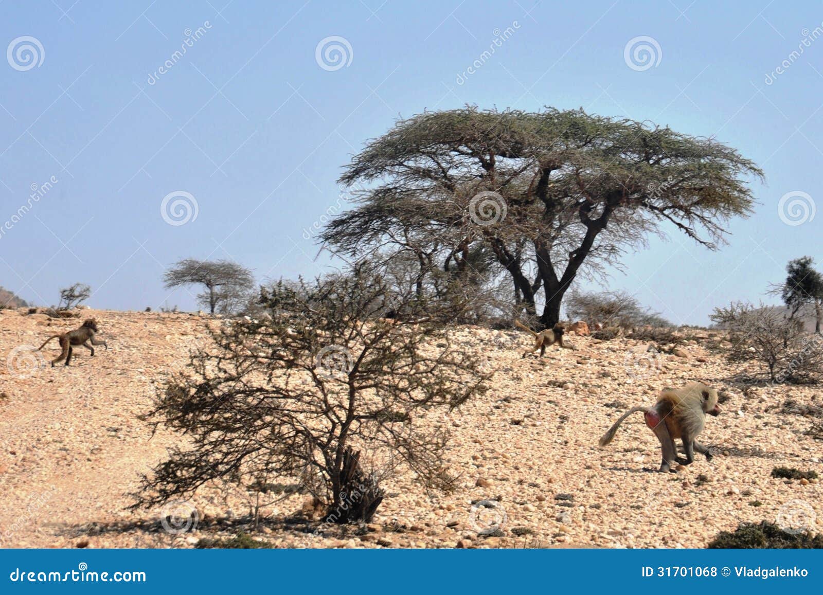 Somali ladscape stock photo. Image of bush, tree, sunny - 31701068