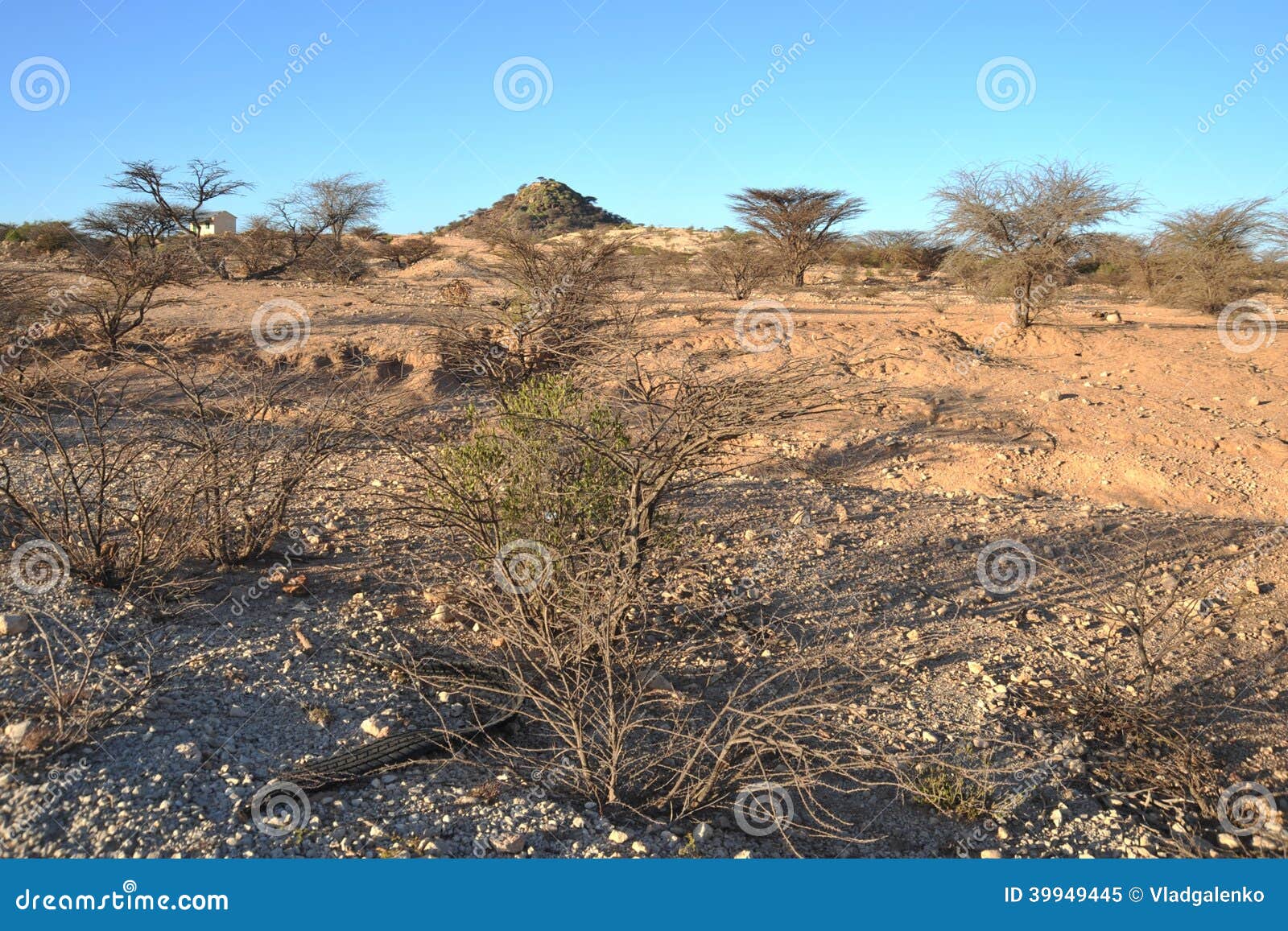 Somali ladscape stock image. Image of somalian, bush - 39949445