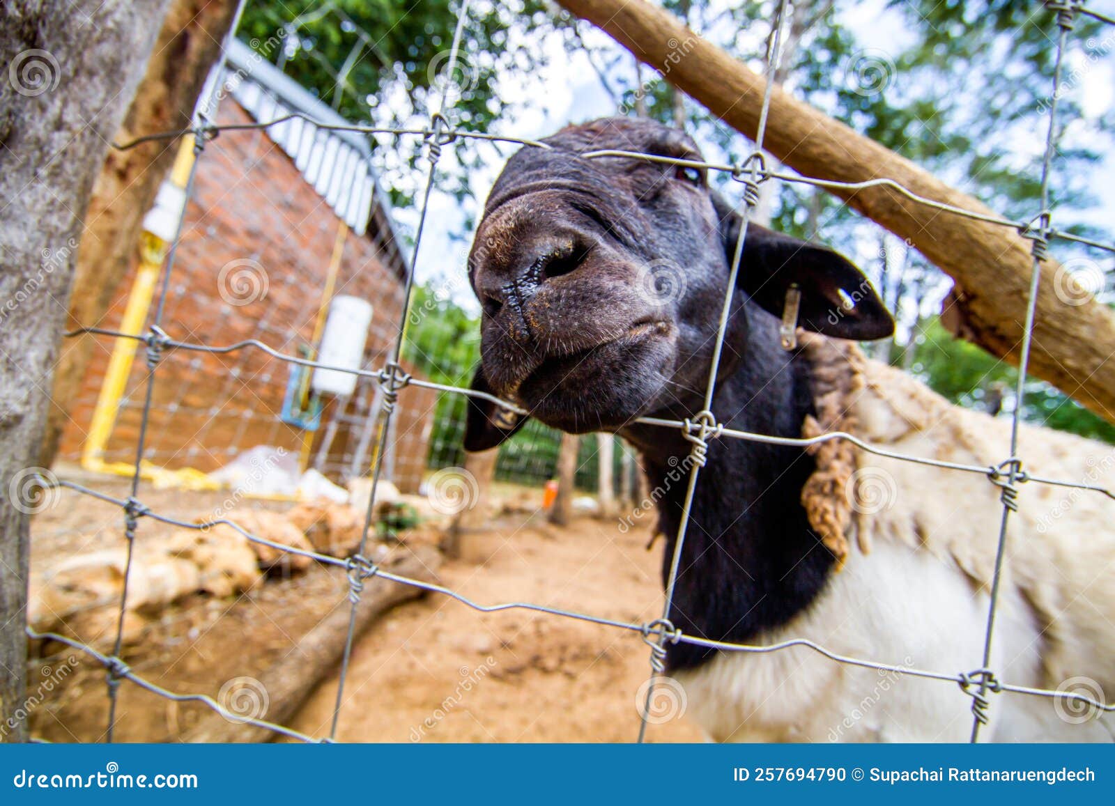 Somali Sheep, or Berbera Blackhead Stock Photo - Image of africa ...