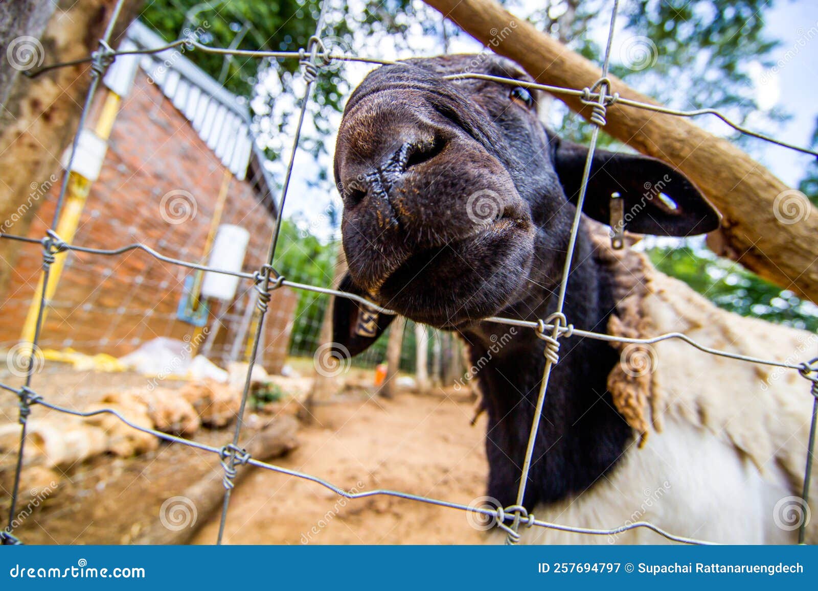 Somali Sheep, or Berbera Blackhead Stock Image - Image of nature, black ...
