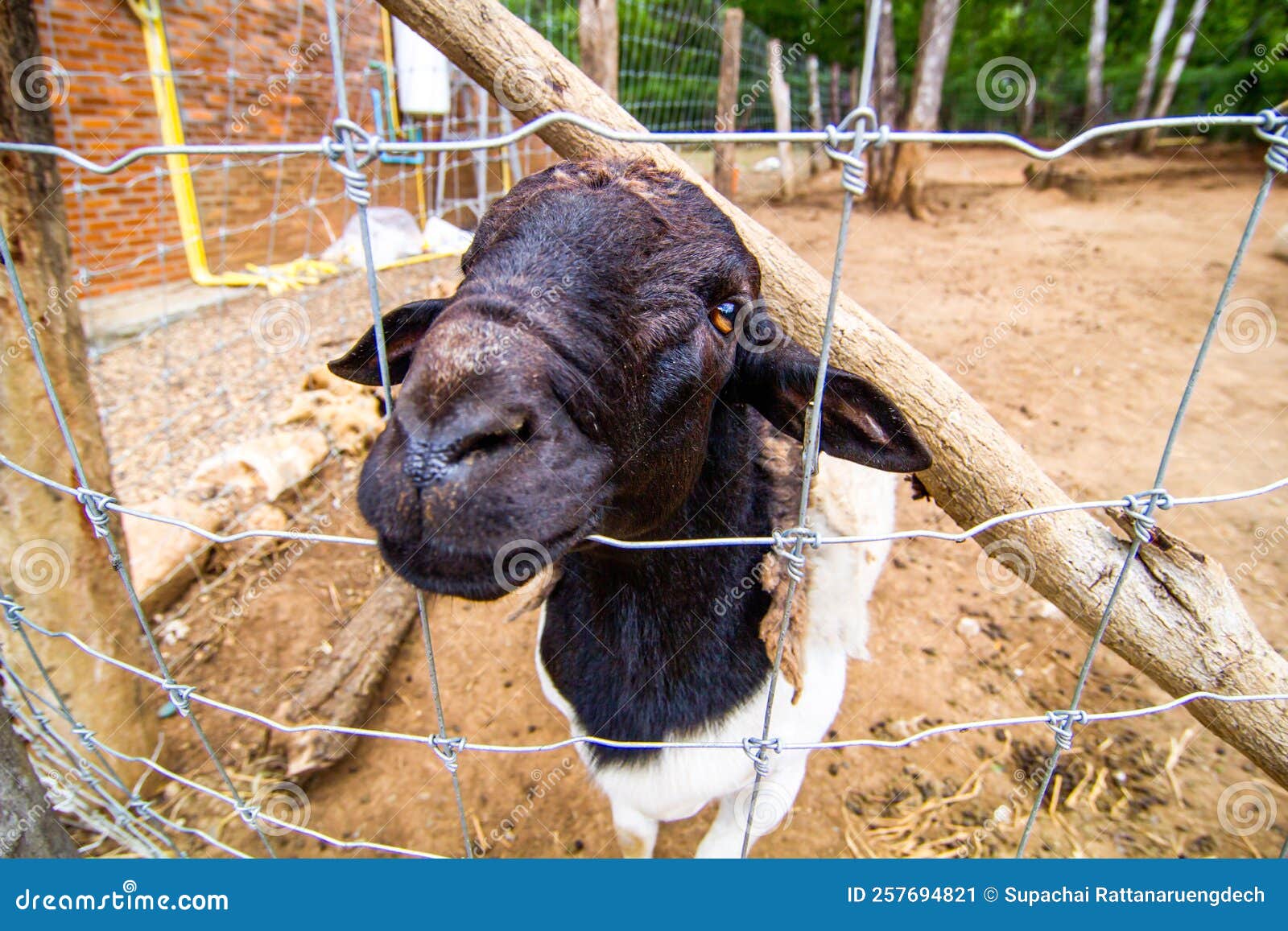 Somali Sheep, or Berbera Blackhead Stock Image - Image of bovidae, face ...