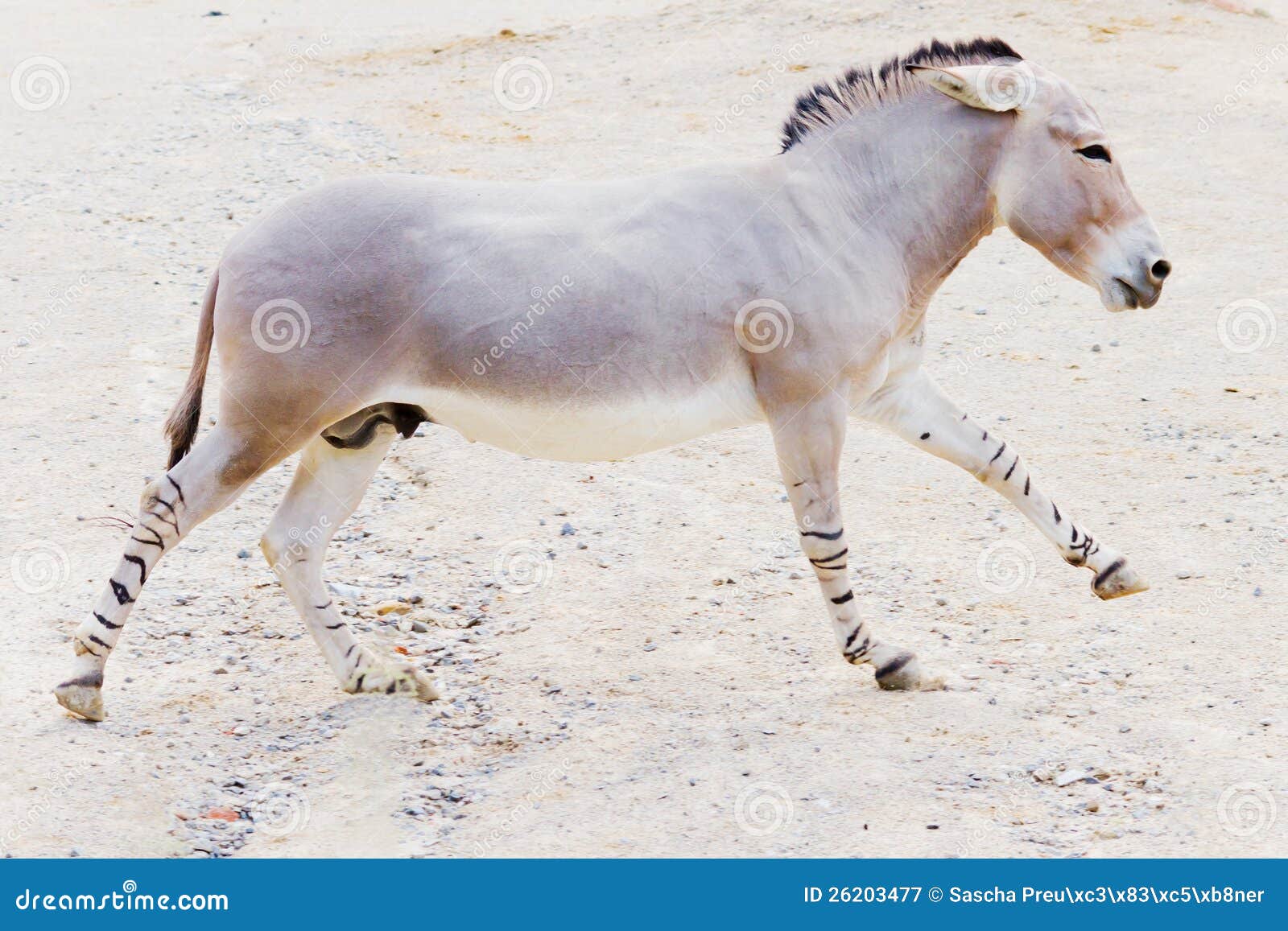 Somali wild stock image. Image of animal, mane, wildlife - 26203477