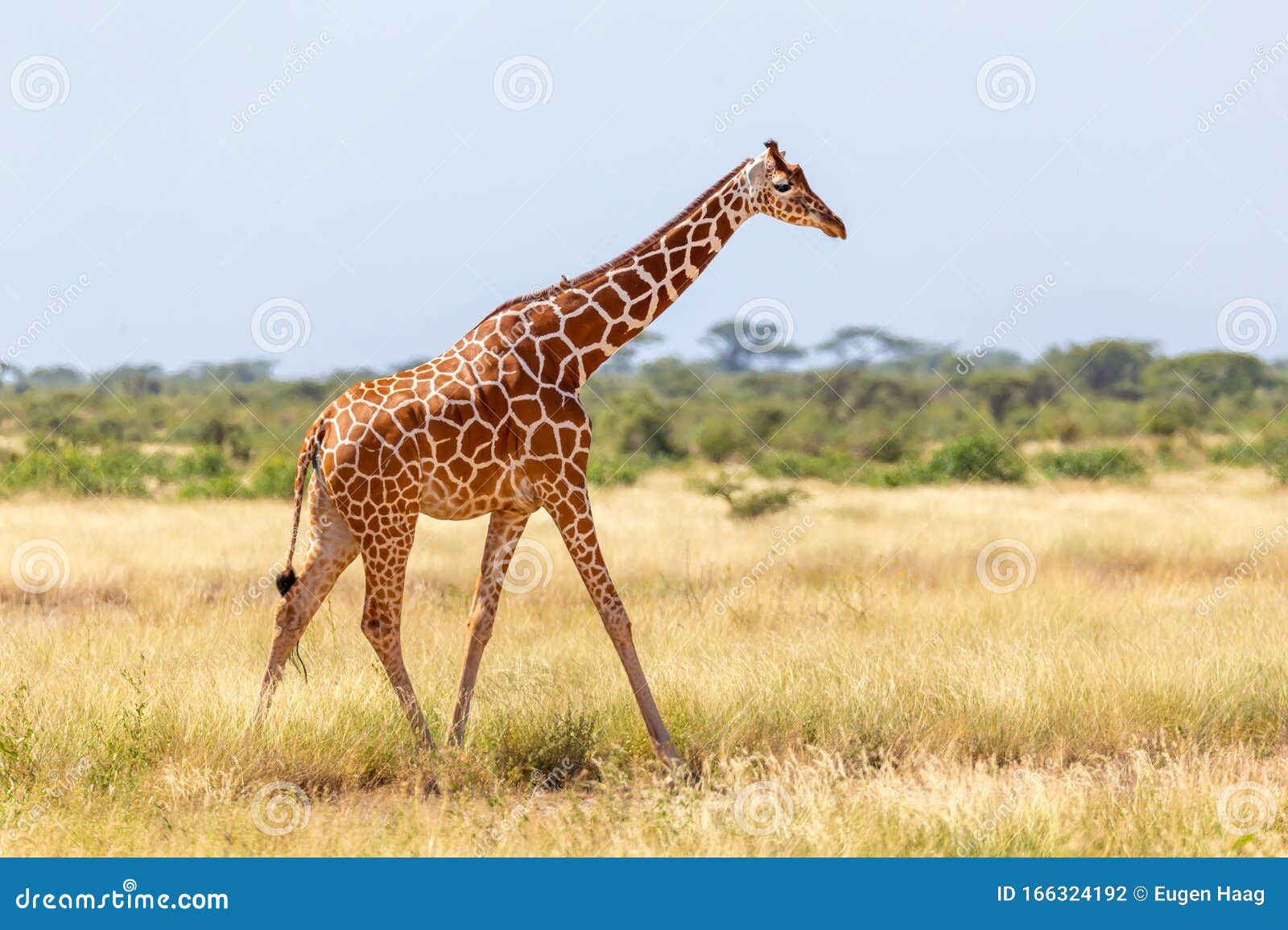 Somalia Giraffe Goes Over a Green Lush Meadow Stock Photo - Image of ...