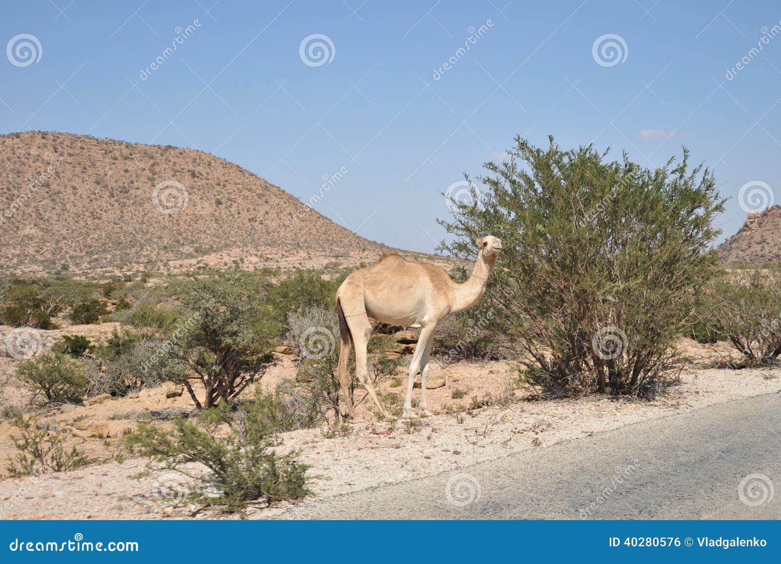 Somalisch landschap stock foto. Image of reis, afrika - 40280576