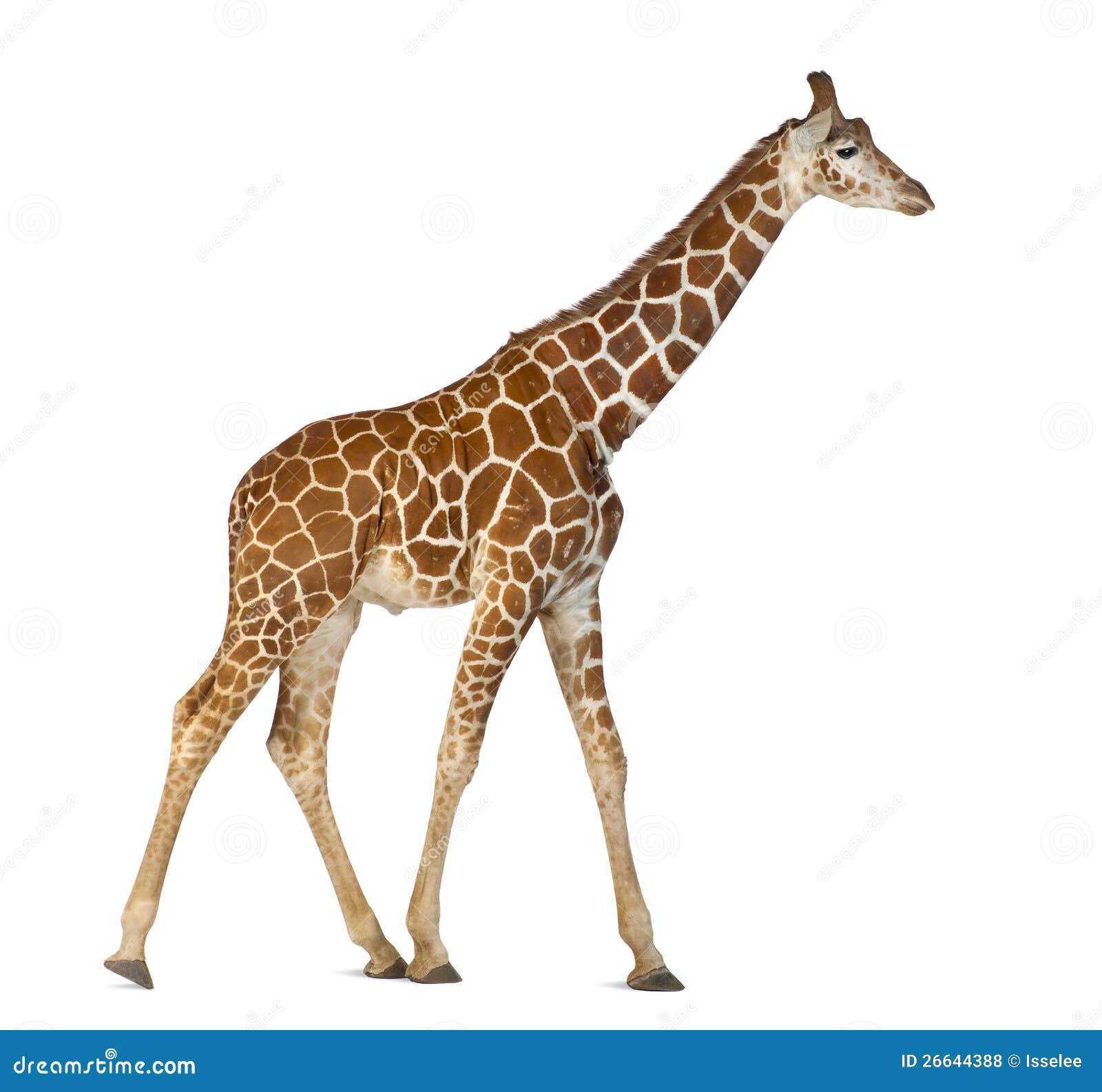 Somalische Giraf Royalty-vrije Stock Foto's - Afbeelding: 26644388