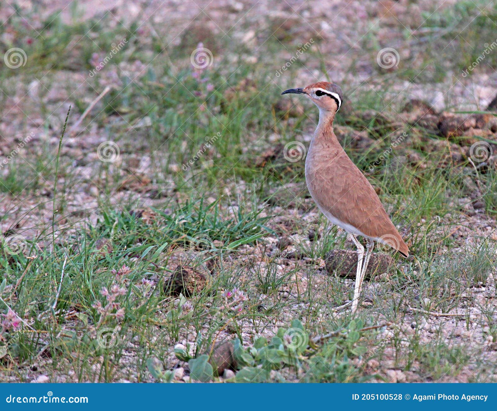 Somalensis Stock Photos - Free & Royalty-Free Stock Photos from Dreamstime