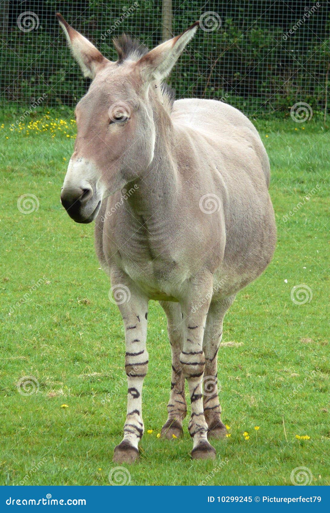 Somalische wilde ezel stock afbeelding. Image of afrikaans - 10299245