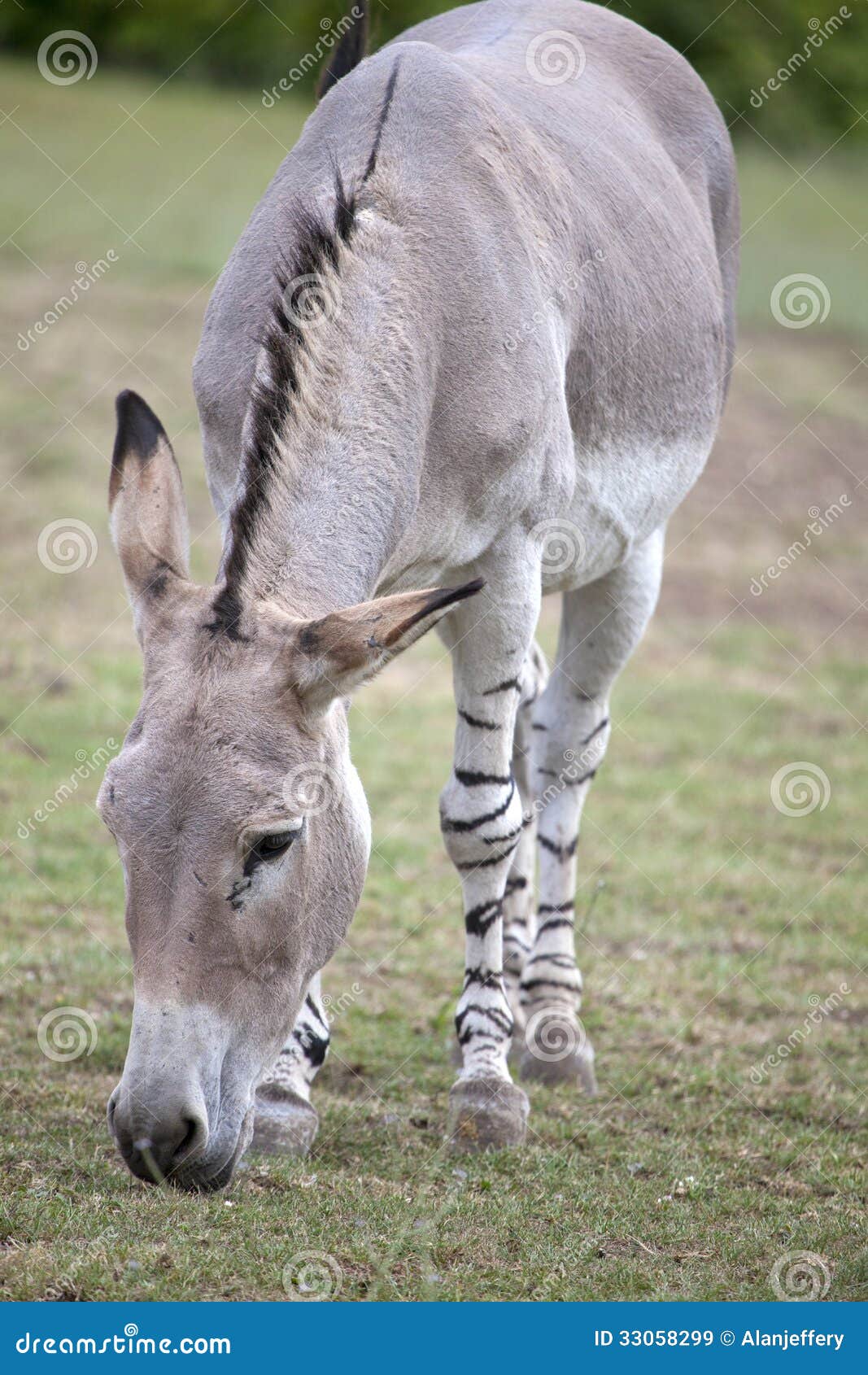 Somalische Wilde Ezel stock afbeelding. Image of nave - 33058299