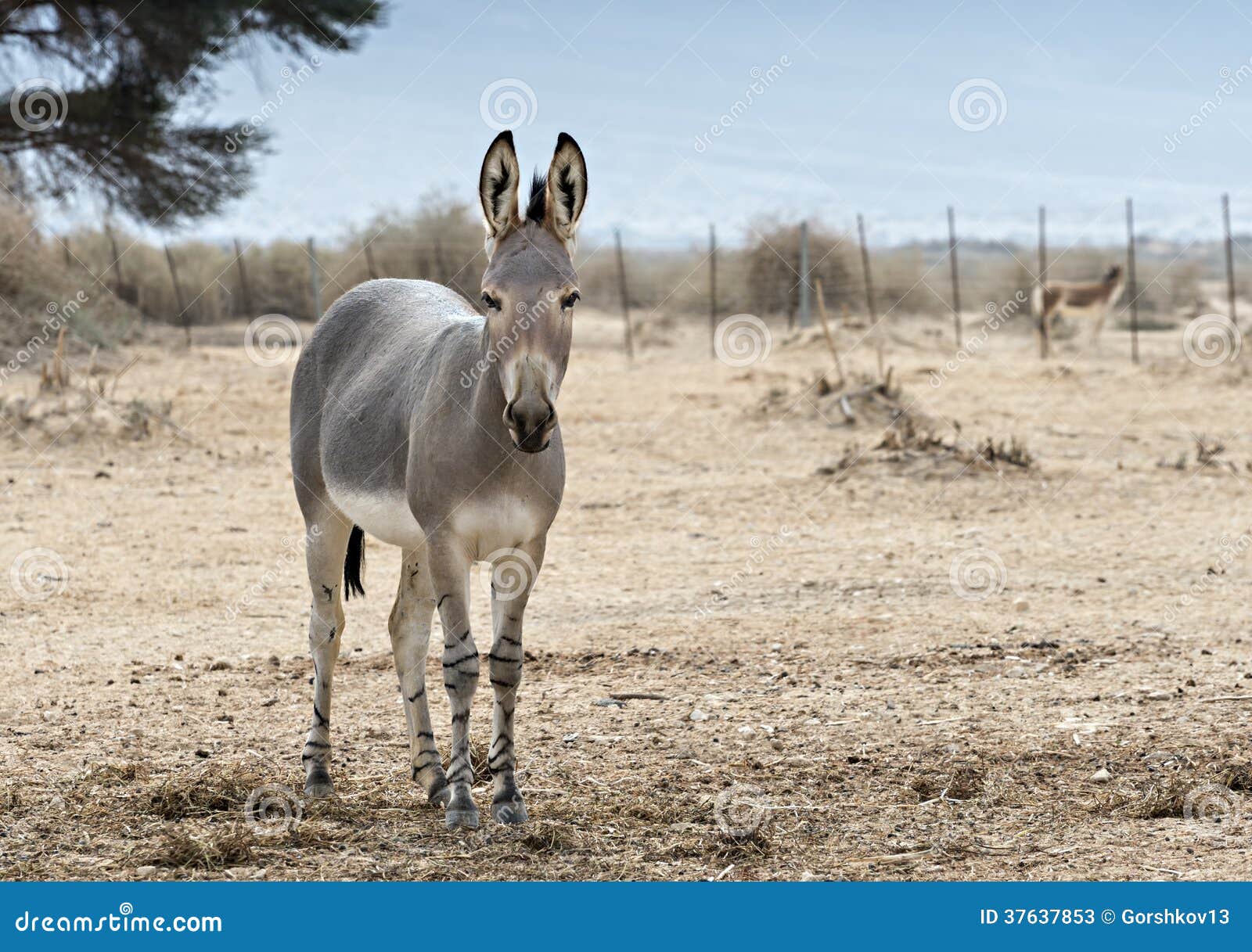 Somalische Wilde Ezel (Equus-africanus) Stock Afbeelding - Image of ...