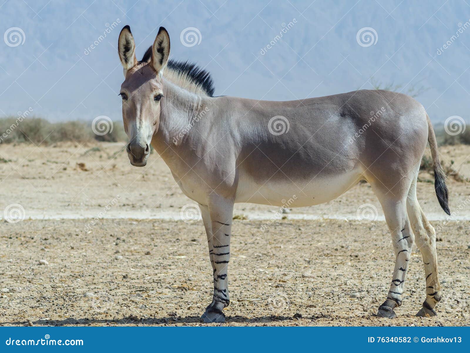 Somalische Wilde Ezel (Equus-africanus) Stock Foto - Image of behoud ...