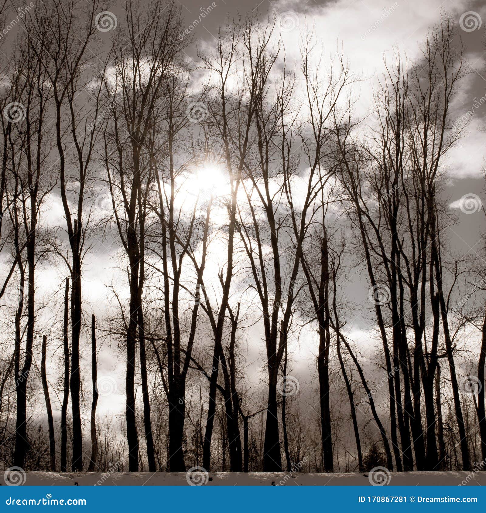 Somber dark trees stock image. Image of trees, dark - 170867281