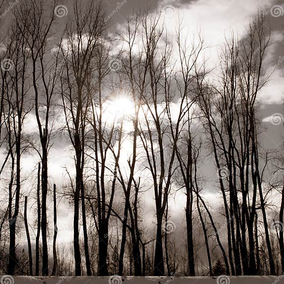 Somber dark trees stock image. Image of trees, dark - 170867281