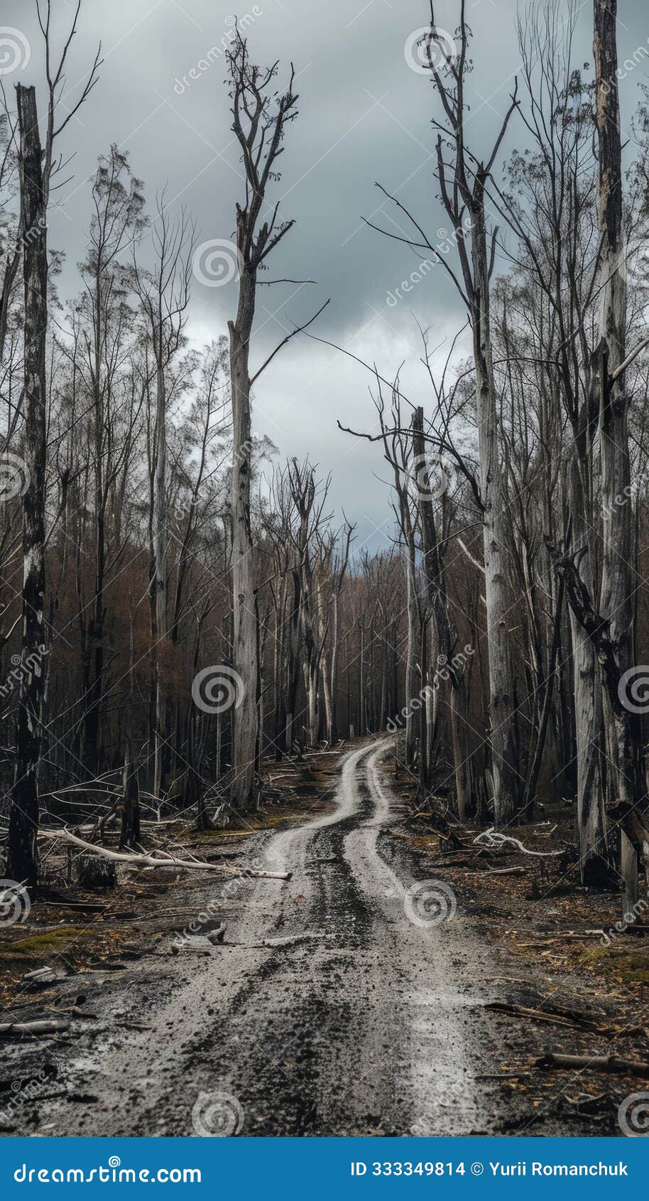 A Somber Forest Landscape With Dead Trees And A Winding Dirt Road ...