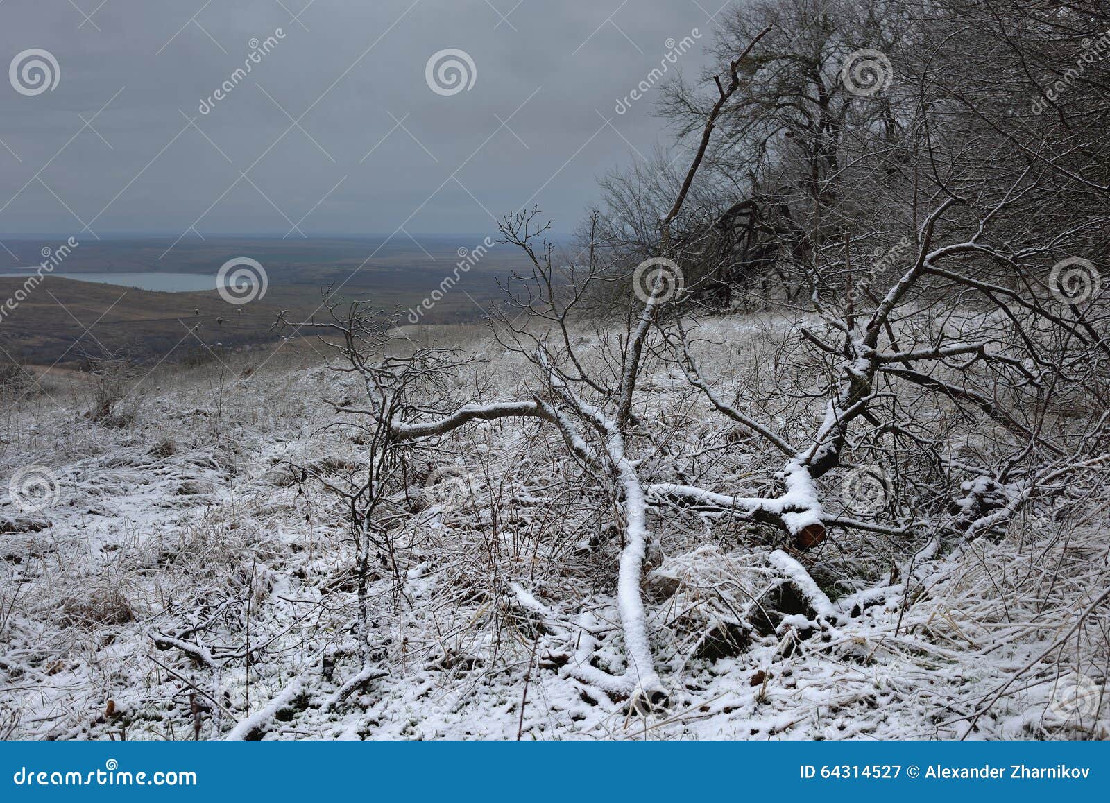 Somber morning stock image. Image of lake, pond, frozen - 64314527