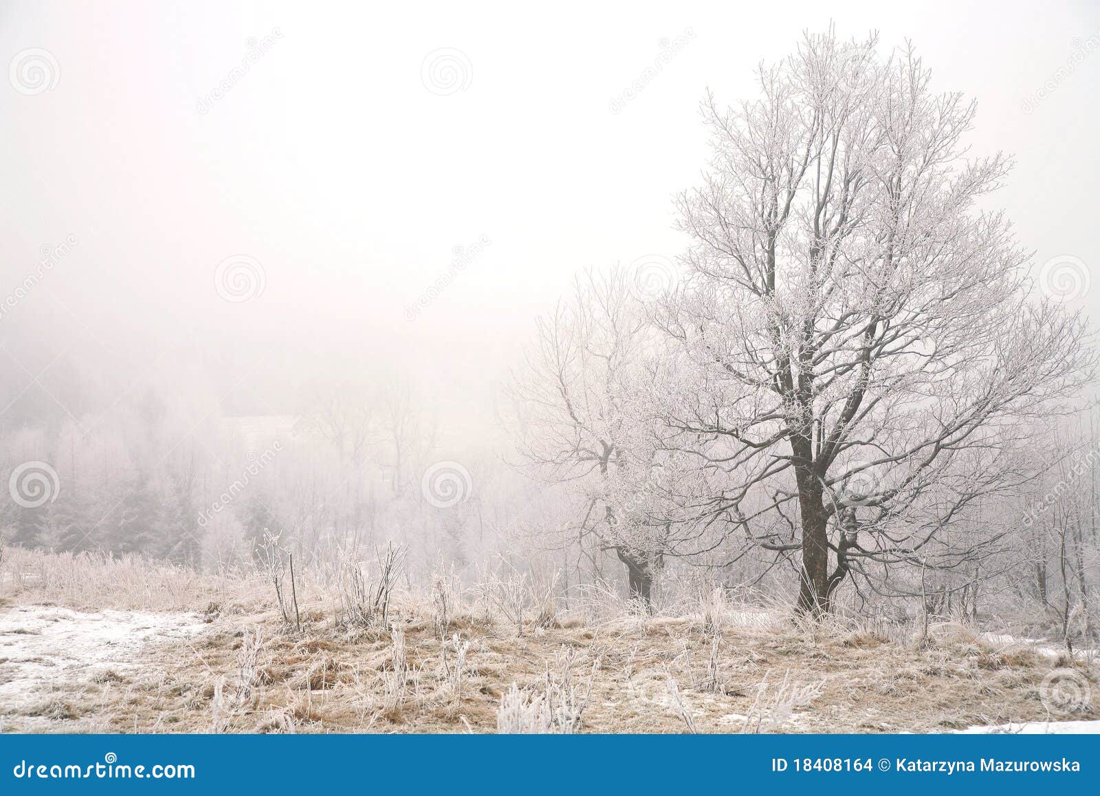 Sombere de winterdag stock foto. Image of somber, gras - 18408164