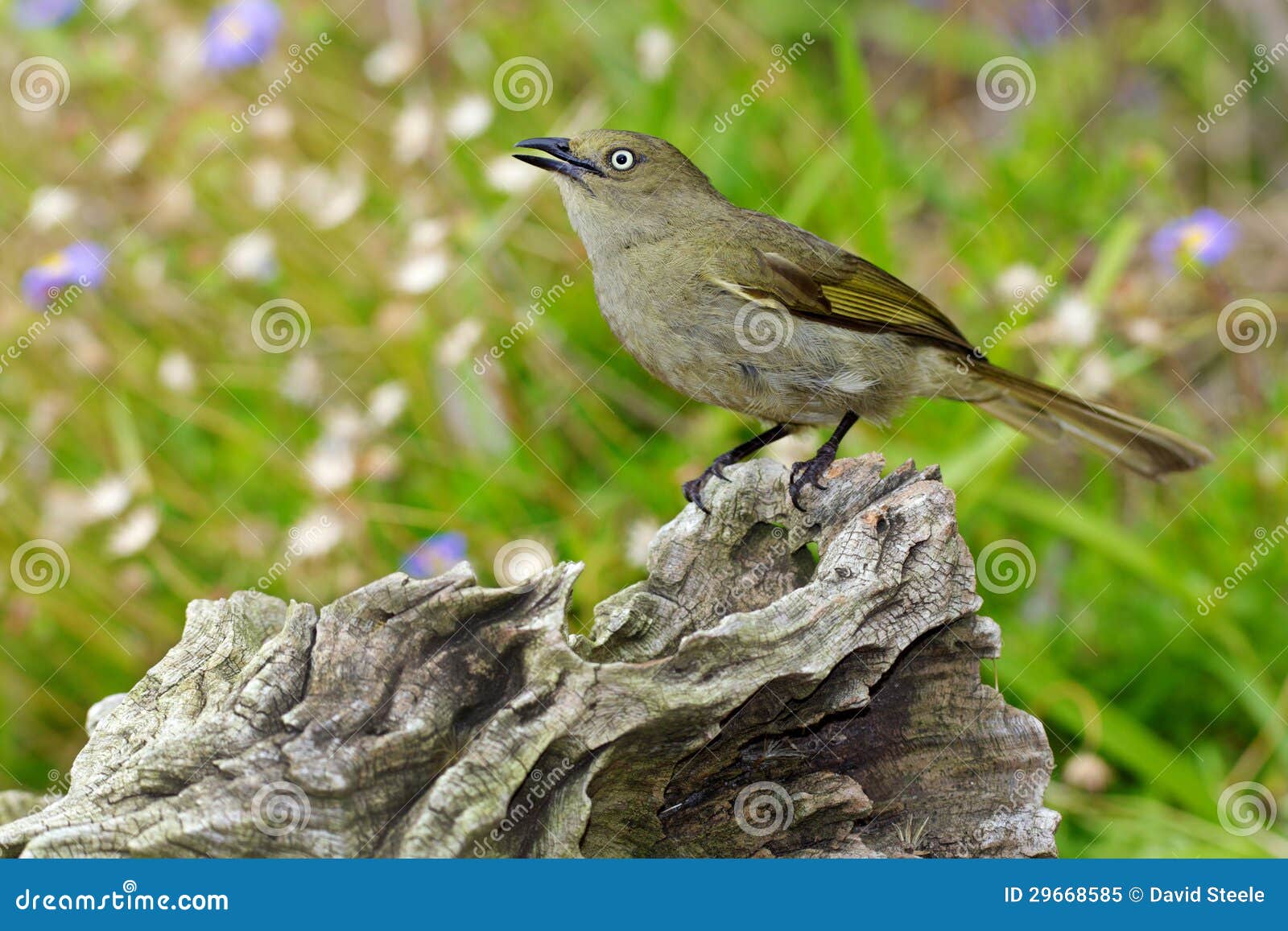Sombre Greenbul stock image. Image of wildlife, avian - 29668585