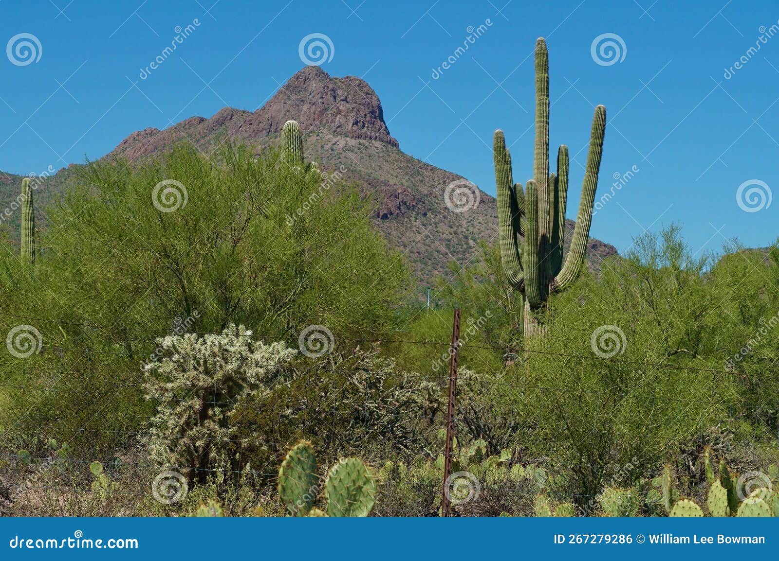 Sombrero Mountain in Tucson Stock Photo - Image of arid, mountain ...