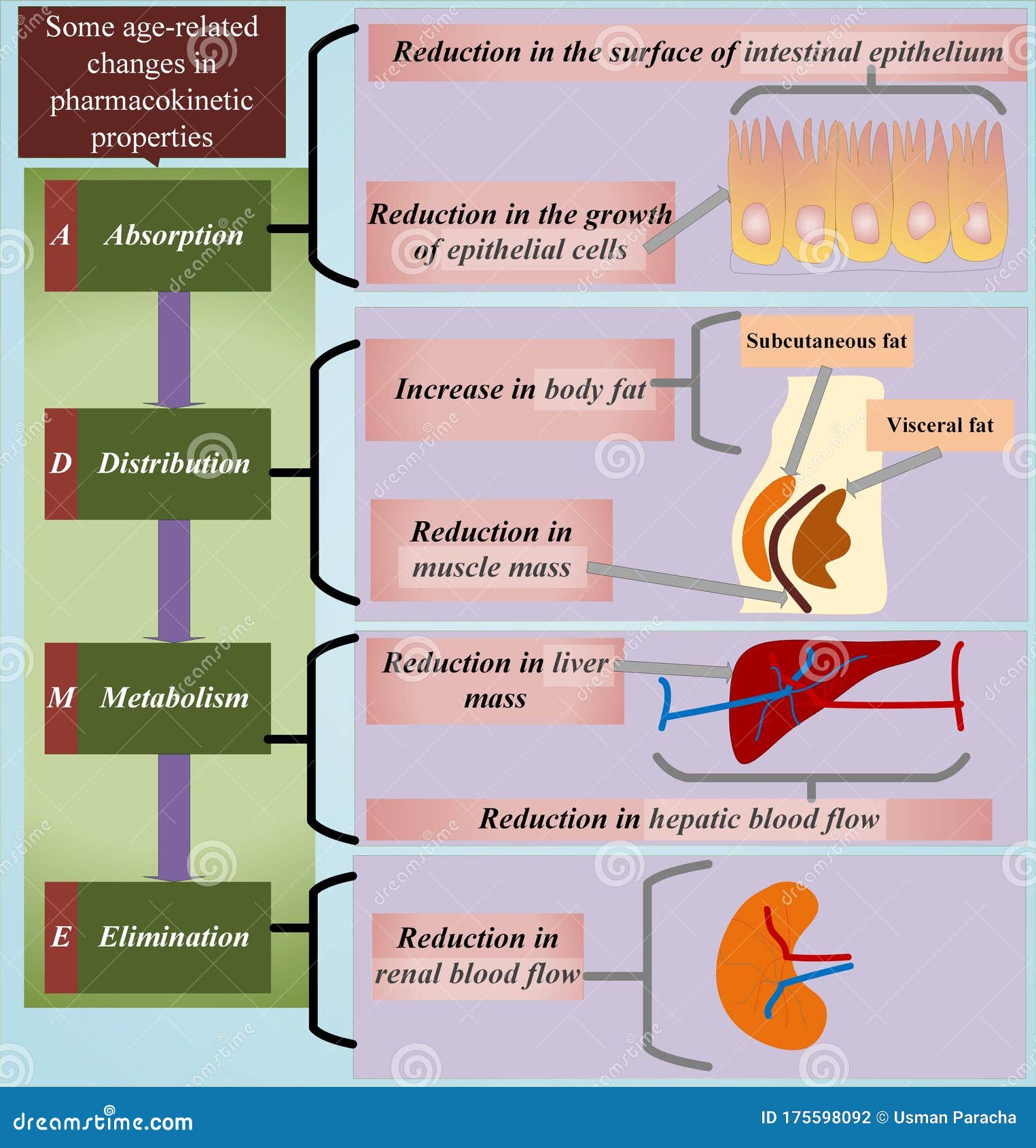 Some Age-related Changes Affecting Pharmacokinetic Properties Stock ... Some Age-related Changes Affecting Pharmacokinetic Properties Stock ...