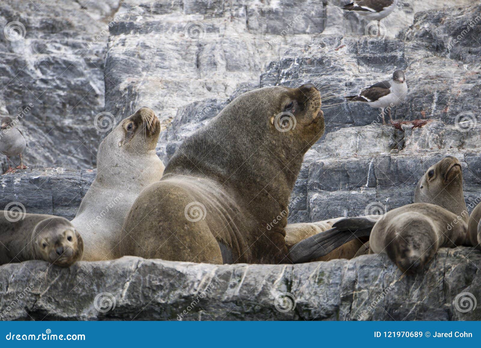 Antarctic Seals Stock Image | CartoonDealer.com #7003297