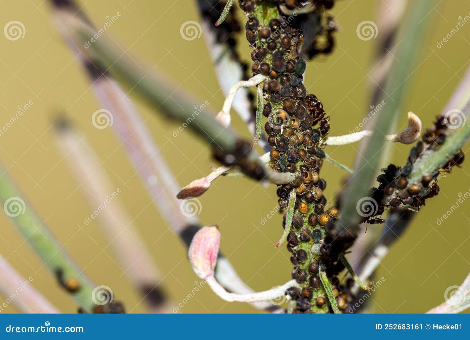 Aphid pest on flowers stock image. Image of insect, infestation - 252683161