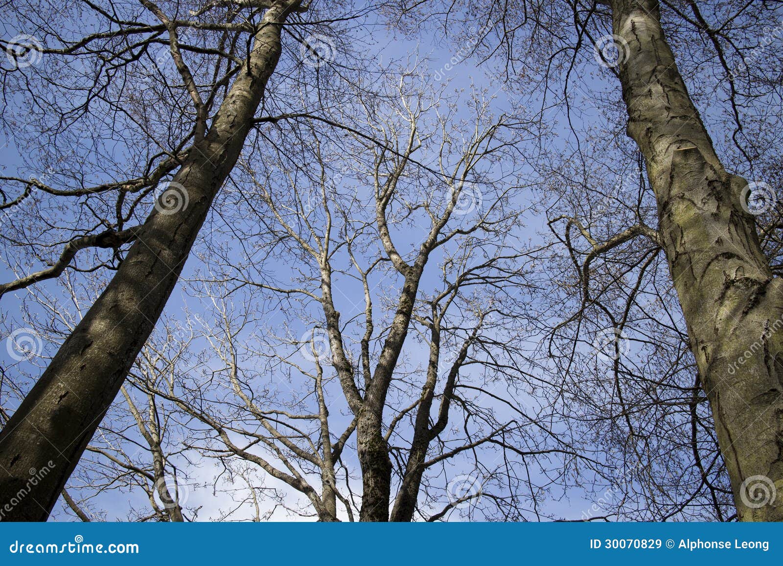 Bare Trees Against Blue Sky in Springtime Stock Image - Image of park ...