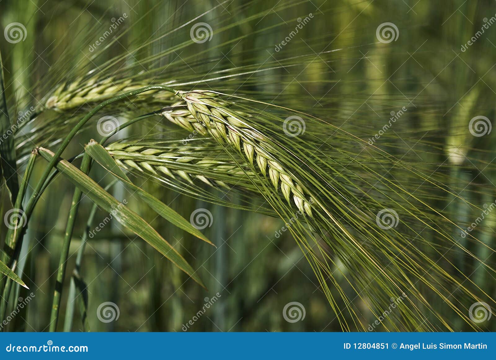 Some barley spikes. stock image. Image of green, beans - 12804851