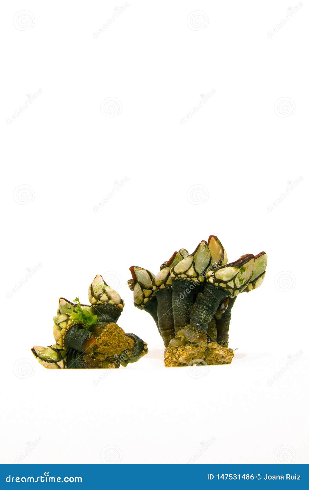 Some Barnacles on a White Background Stock Photo - Image of shellfish ...