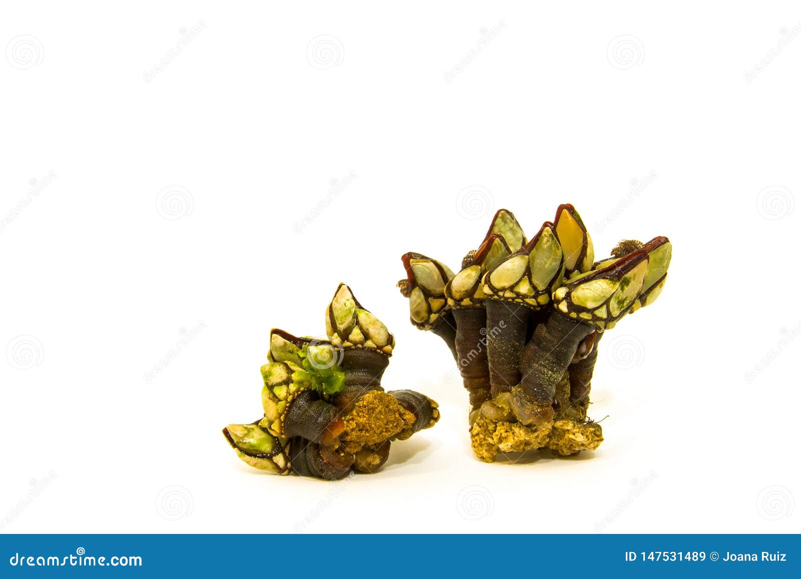 Some Barnacles on a White Background Stock Image - Image of closeup ...