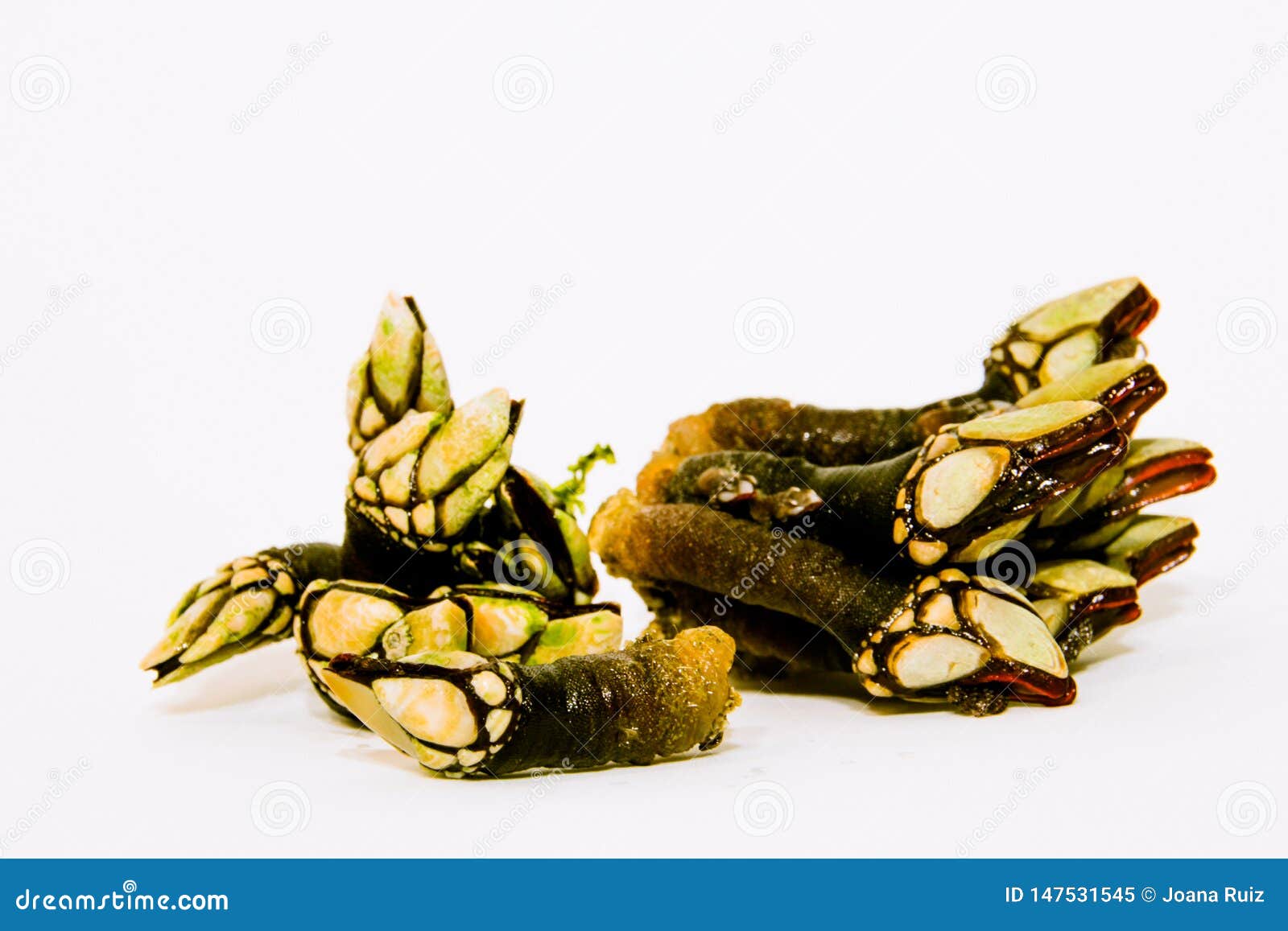 Some Barnacles on a White Background Stock Image - Image of rock, close ...
