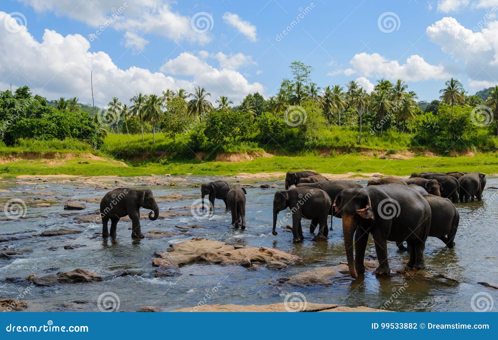 Some Bathing Elephants in a Lake Stock Photo - Image of water, nature ...