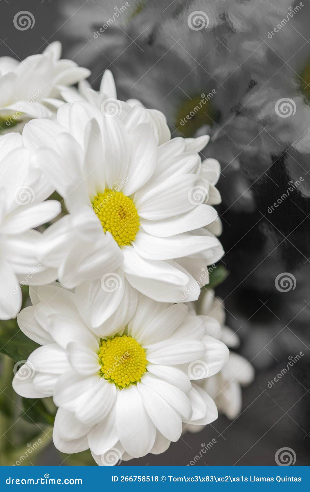 Some Beautiful Big White Daisies and Their Reflection on a Surface ...